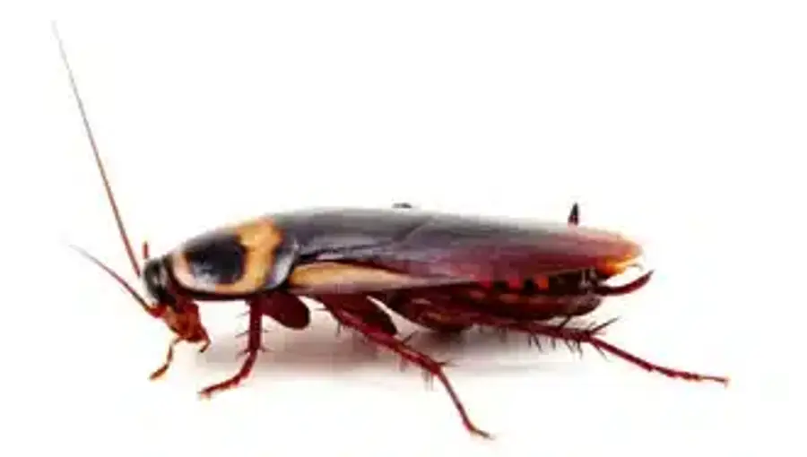 Baby German Cockroach: What They Look Like & How to Remove
