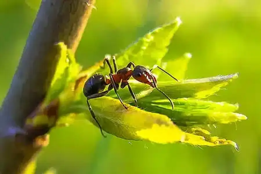 Black Ants With Wings: Home Damage and Treatment Options