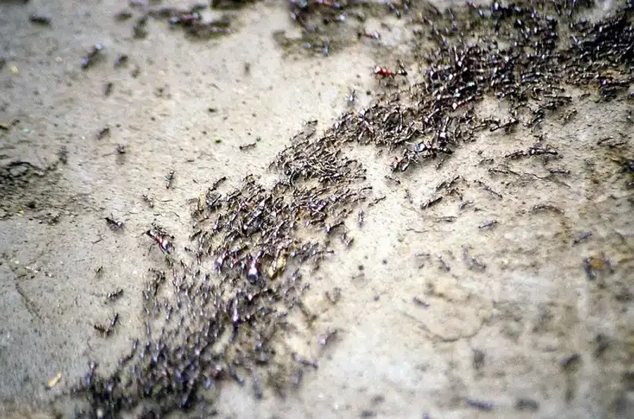 Do Ants Sleep? Revealing Ant Rest Patterns & Facts