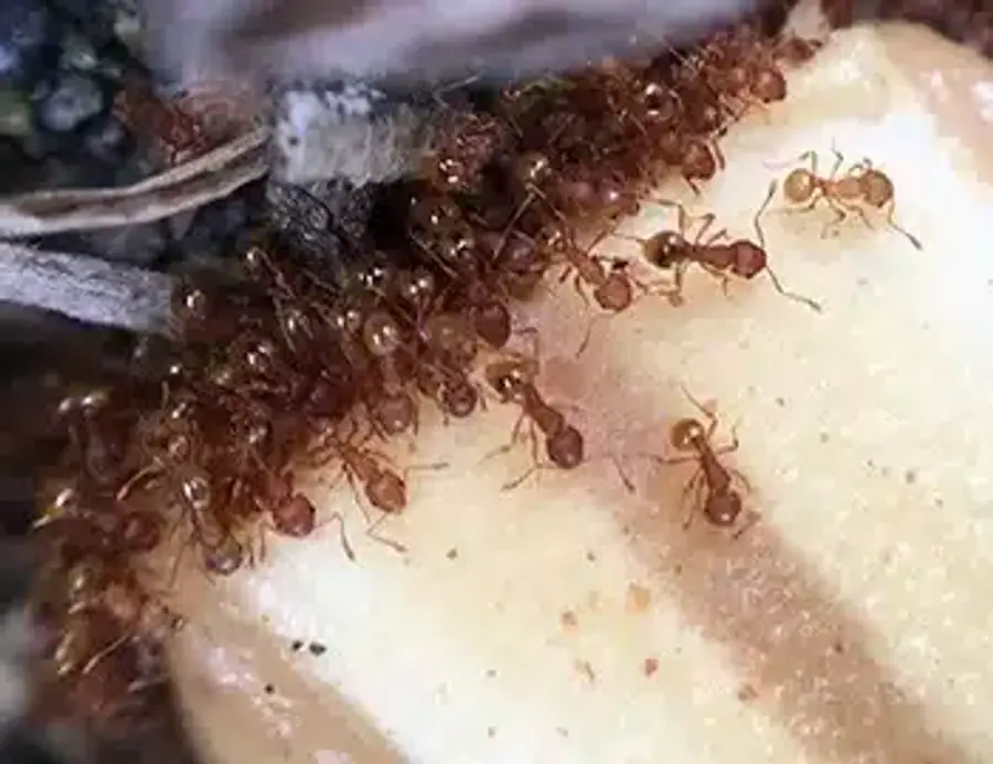 Ant Lifespan: Development Stages and Treatment Tips