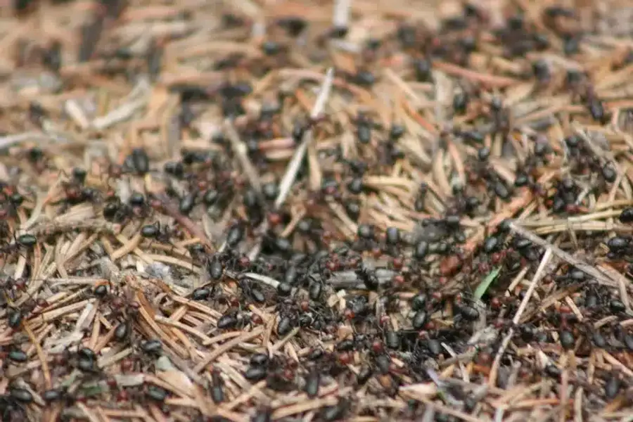 Do Ants Sleep? Revealing Ant Rest Patterns & Facts