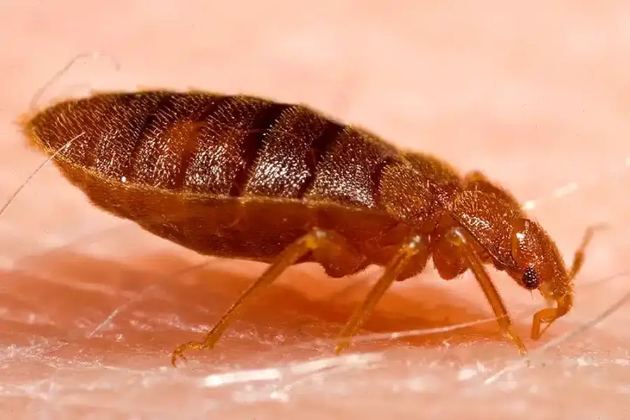 Pictures of Bed Bugs & Bites: Complete Identification Guide