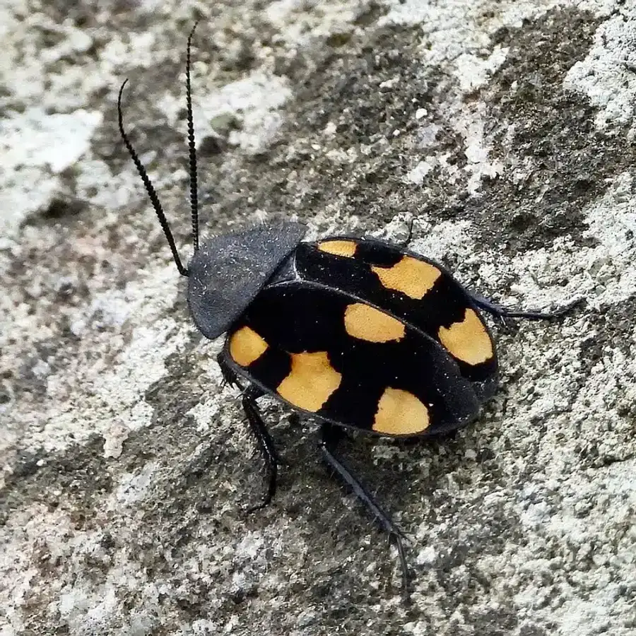 Small Roaches Explained: Dubia & Other Nymph Identification