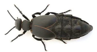 Asparagus Beetles: Identification and Control