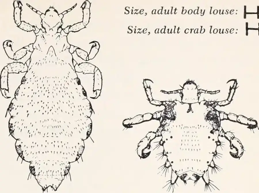 Small Red Ants: How to Identify and Eliminate Them Fast