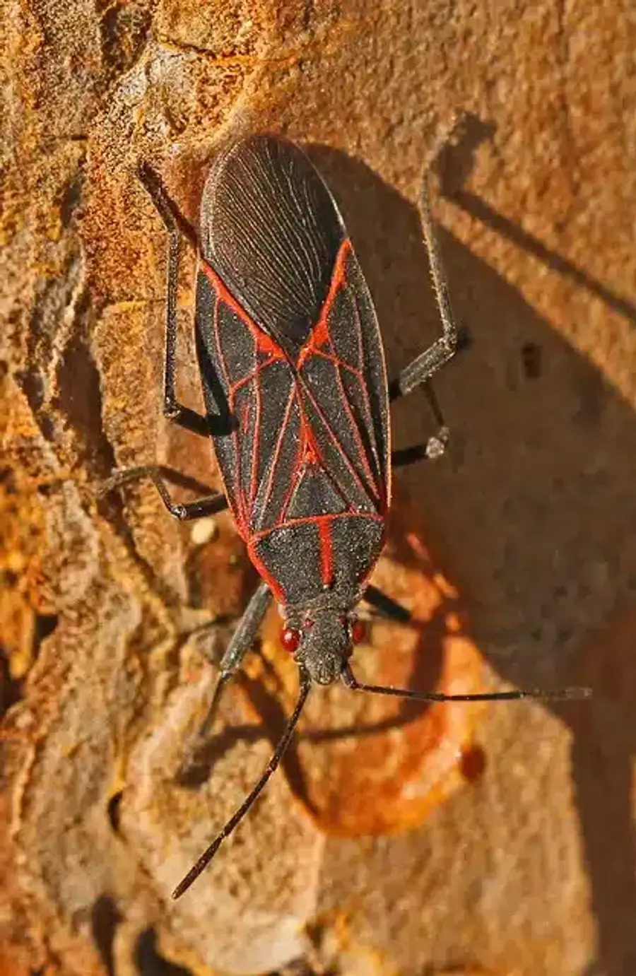 How to Get Rid of Boxelder Bugs: Expert Removal Guide