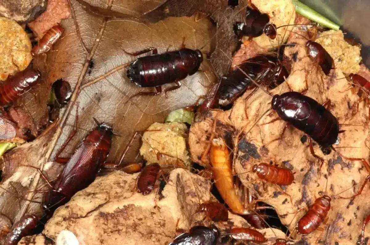 Small Roaches Explained: Dubia & Other Nymph Identification