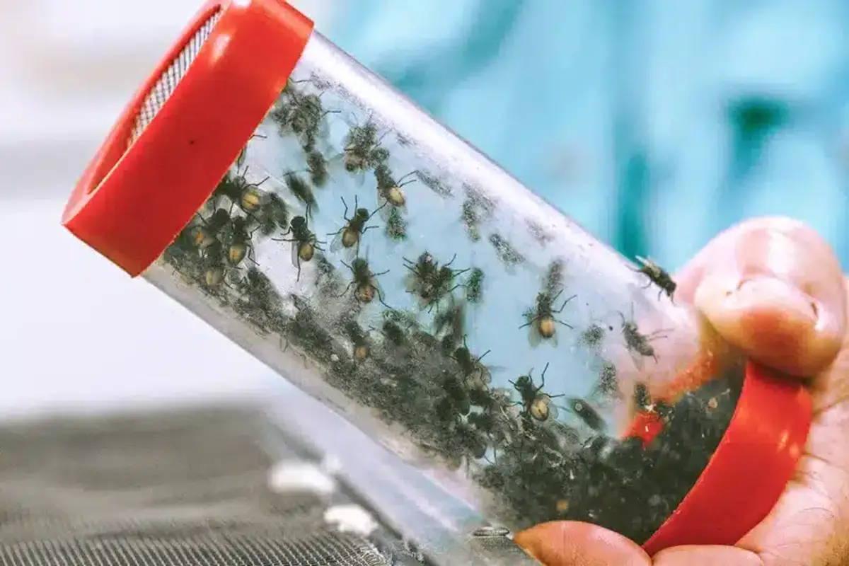 Spot the Red and Black Beetle: Boxelder Bug Identification Guide