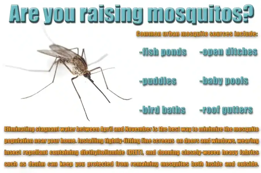 What Do Mosquitoes Eat? Mosquito Diet & Habitat Guide