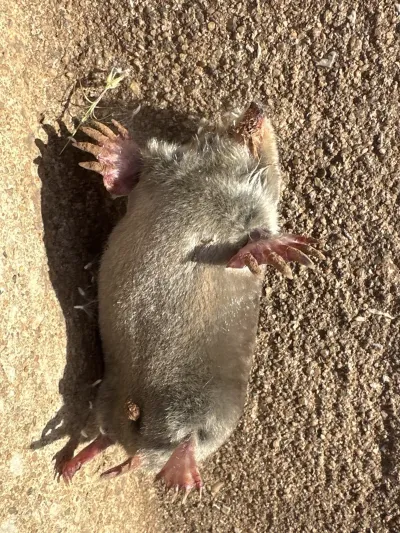 Star-Nosed Moles - Identification & Behavior Guide