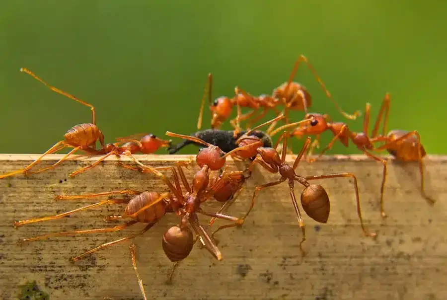 Small Red Ants: How to Identify and Eliminate Them Fast
