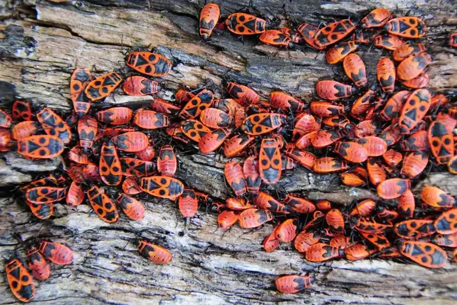 Spot the Red and Black Beetle: Boxelder Bug Identification Guide
