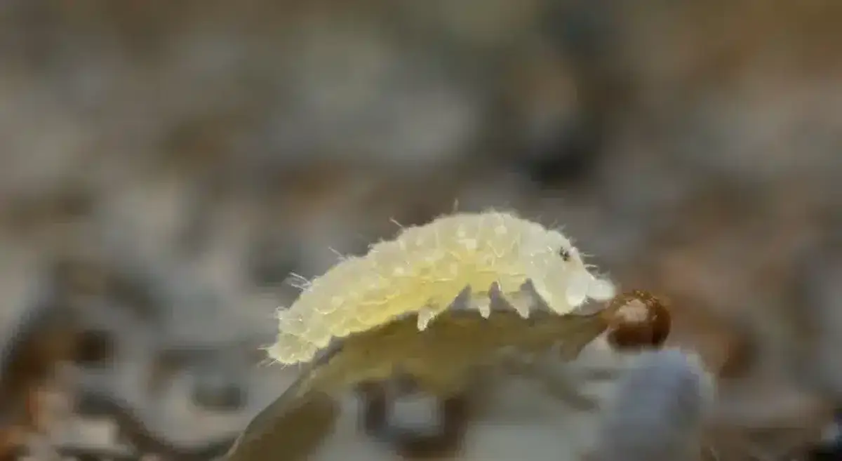How To Get Rid Of Springtails: Complete Removal Guide