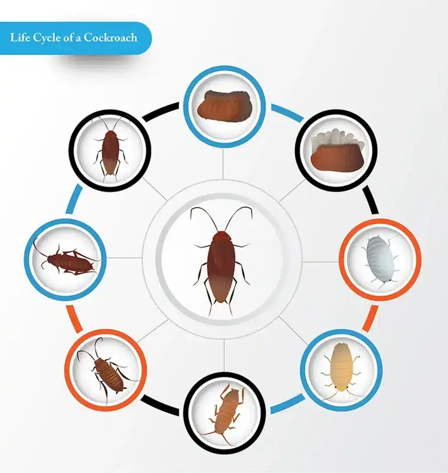 Small Roaches Explained: Dubia & Other Nymph Identification