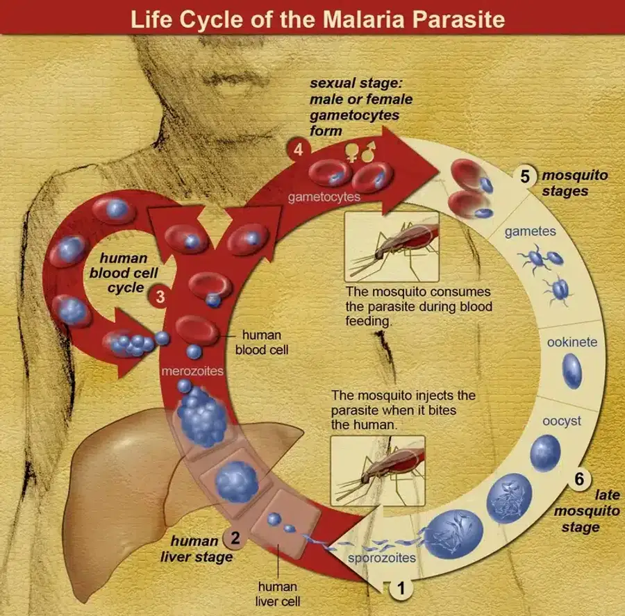 How Long Do Mosquitoes Live: Life Cycle and Seasonality