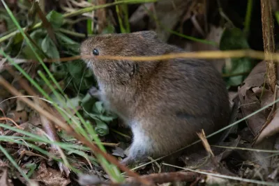 Woodland Voles - Identification & Control Guide