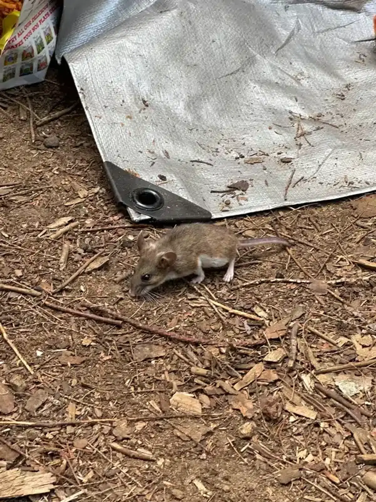 Best Mouse Bait Guide: Top Rodent Trap Options Compared