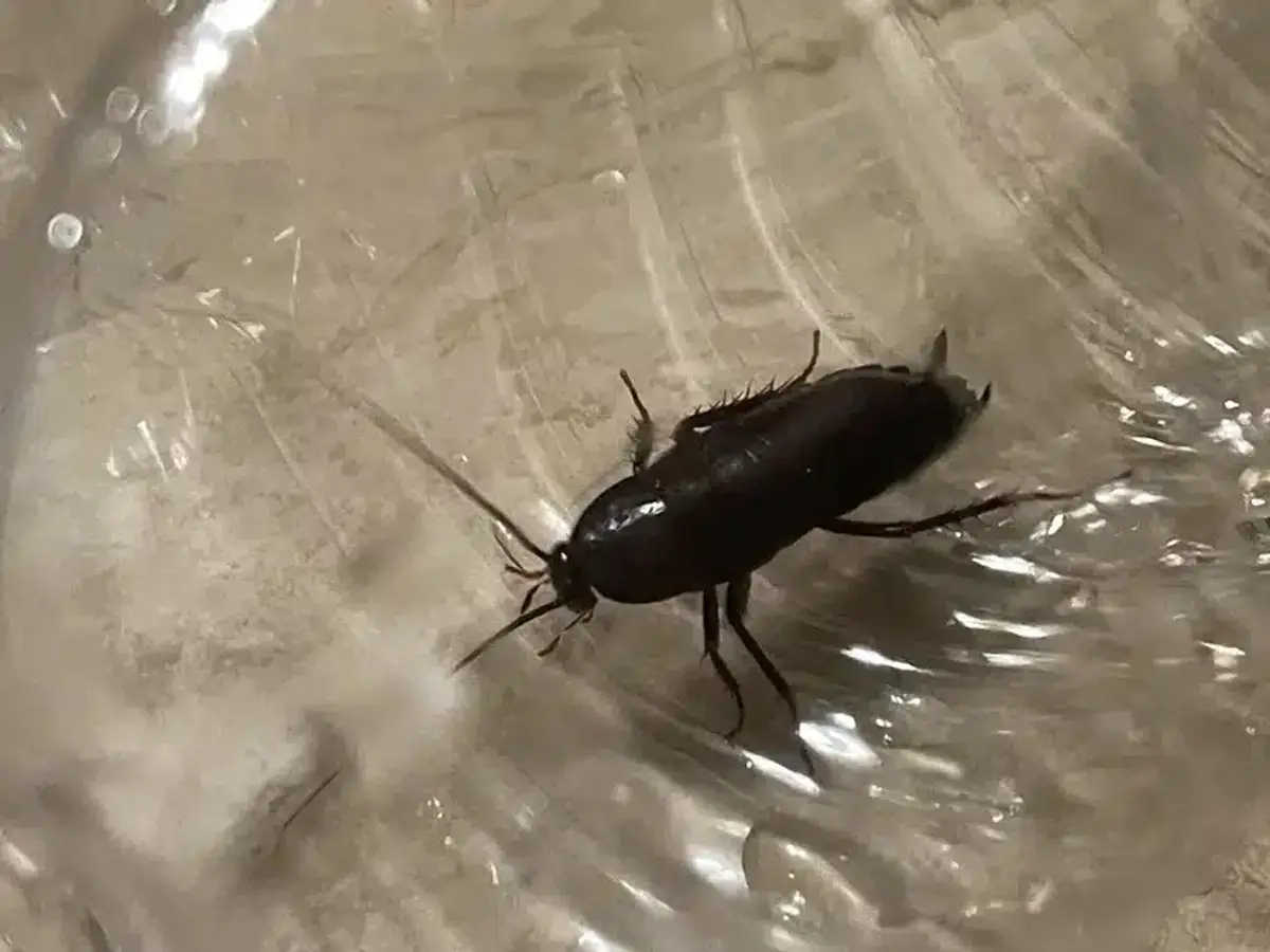 Water Bug vs Cockroach: How to Tell These Insects Apart