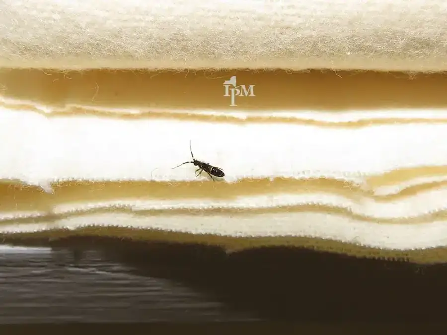 How To Get Rid Of Springtails: Complete Removal Guide