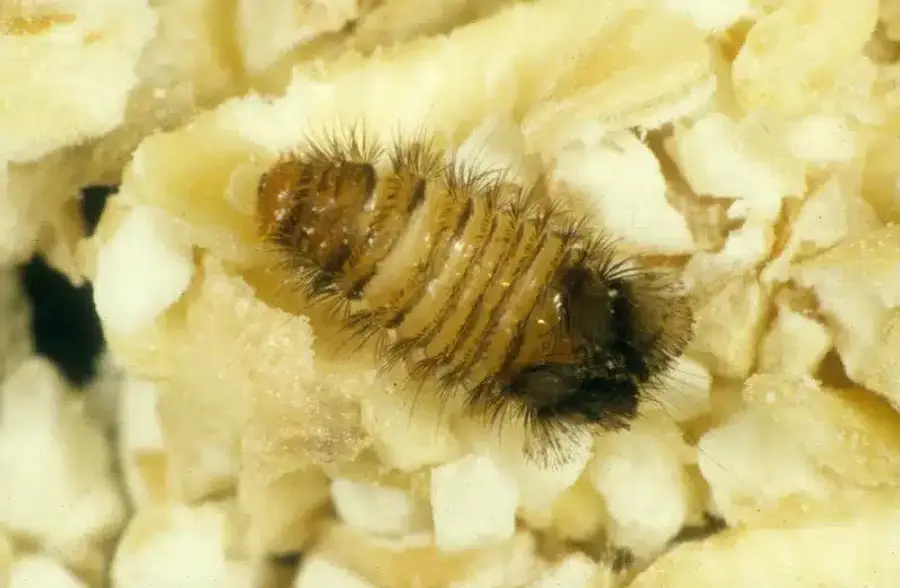Understanding Beetle Larva: Development and Identification