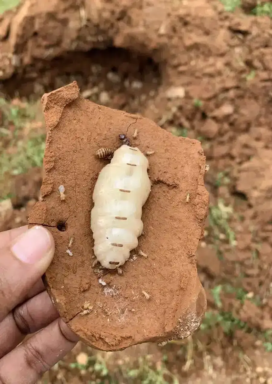 How to Kill Termites: Expert Methods to Get Rid of Termites