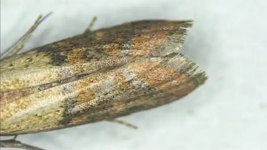 What Do Pantry Moth Eggs Look Like? Clear Pictures & Tips