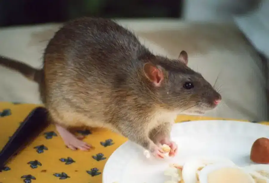 Male vs Female Rats: Key Differences You Need to Know