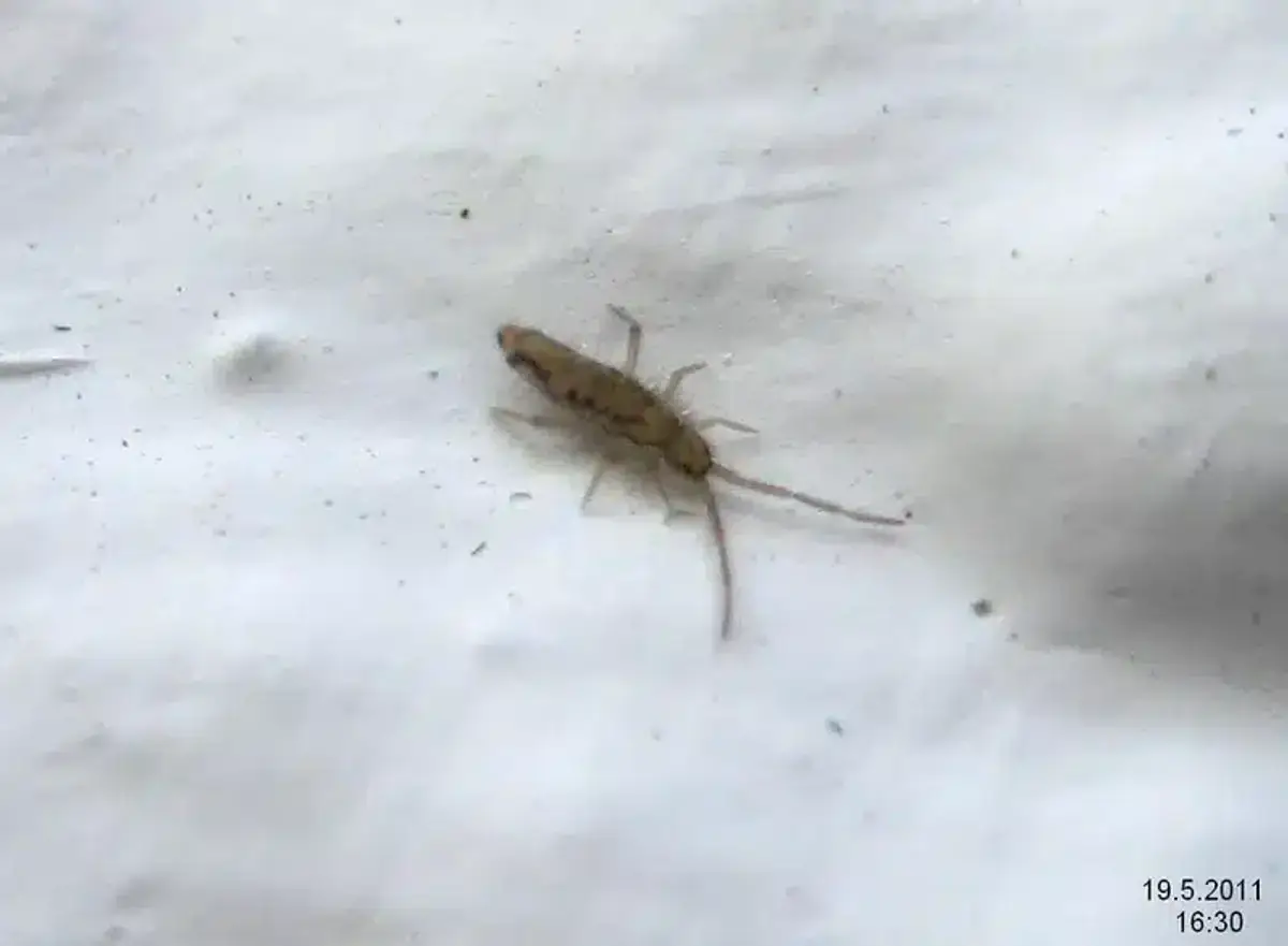 How To Get Rid Of Springtails: Complete Removal Guide
