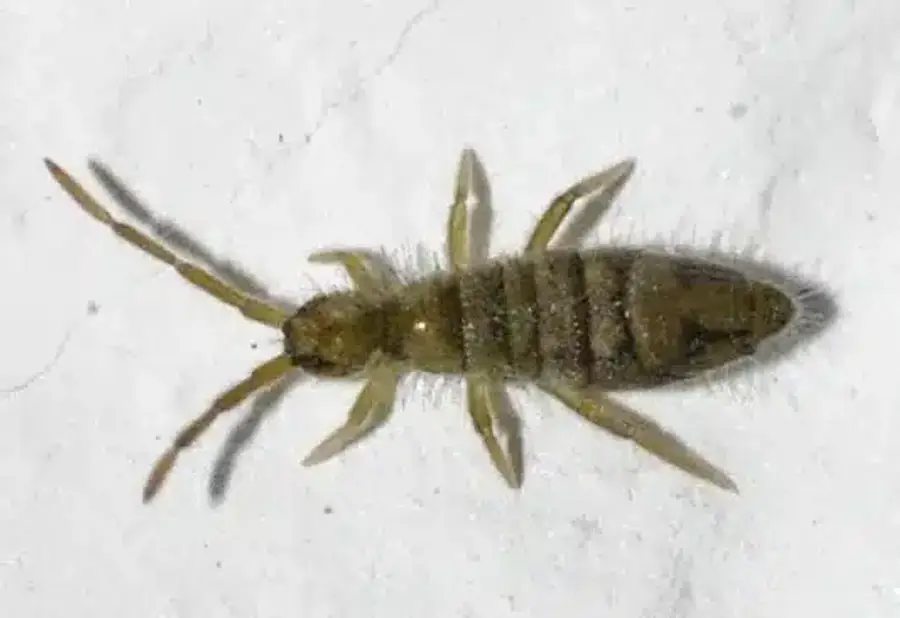 How To Get Rid Of Springtails: Complete Removal Guide