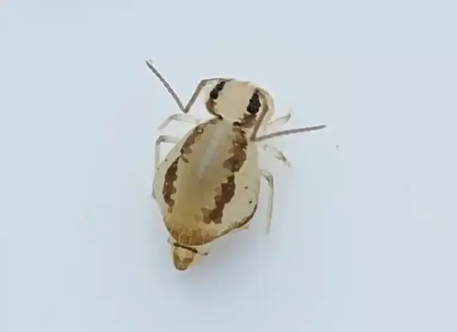 Bugs That Jump: How to Identify & Prevent Infestations
