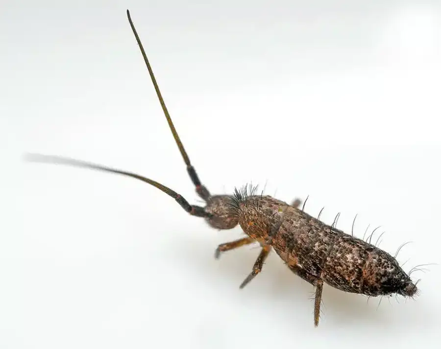 How To Get Rid Of Springtails: Complete Removal Guide