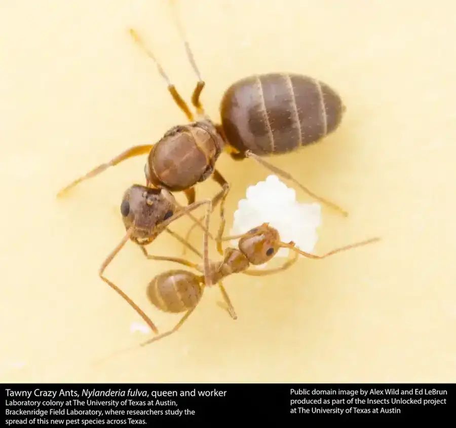 Worker Ants 101: What They Are and How to Identify Them