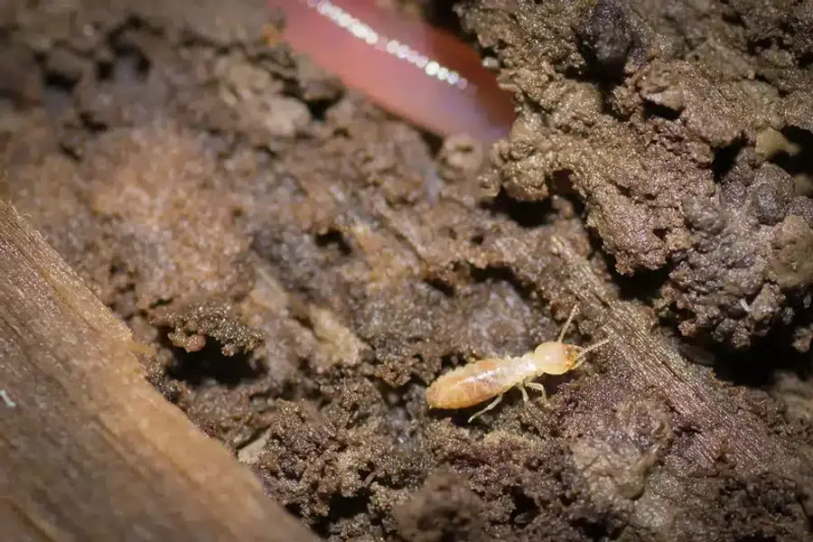 Flying Ants vs Termites: Complete ID Guide with Photos