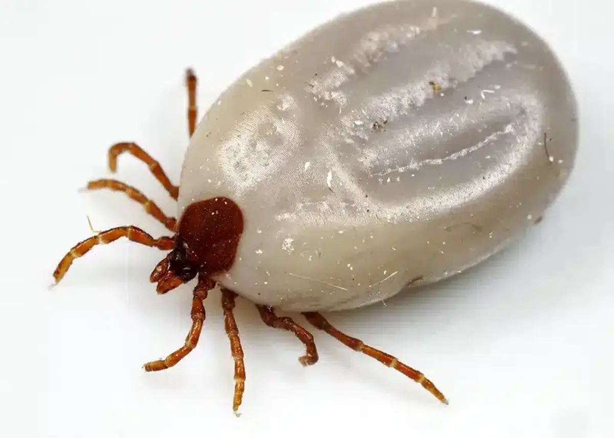 Grey Tick: What It Is and How to Treat It Around Your Home