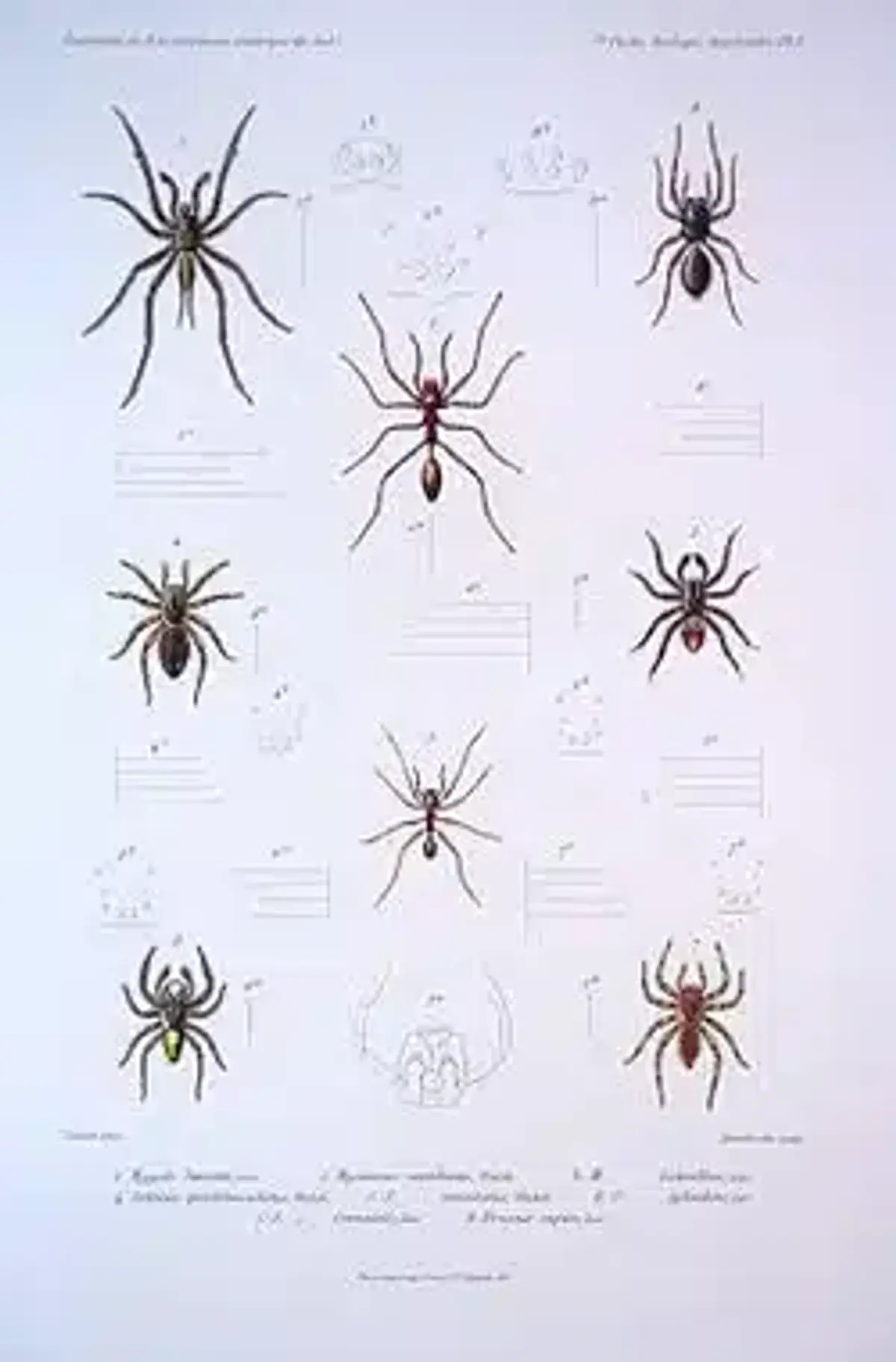 Spider Names Guide: Unique Species Identification Ideas