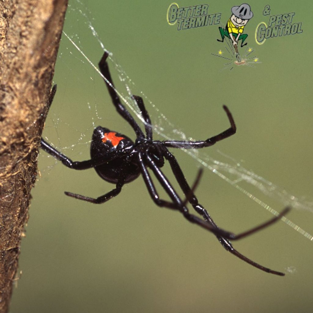 Spider Prevention For Fall Time: Tips And Tricks To Keep These Creepy ... Spider Prevention For Fall Time: Tips And Tricks To Keep These Creepy ...